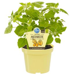 blu Bio-Andenbeere Physalis 12 cm Topf