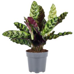 Calathea 'Insignis' 11 cm Topf