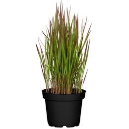 toom Japanisches Blutgras 'Red Baron' 14 cm Topf