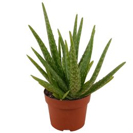 toom Aloe vera 12 cm Topf