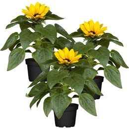 toom Sonnenblume 12 cm Topf, 3er-Set