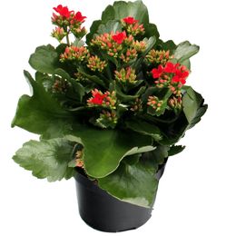 toom Kalanchoe rot 10,5 cm Topf, einfach bl&uuml;hend