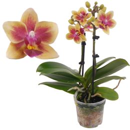 Schmetterlingsorchidee 2 Rispen 'Tess' gelb/pink 7 cm Topf