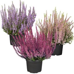Knospenheide Gardengirls Pinktöne sortiert 10,5 cm Topf, 3er-Set