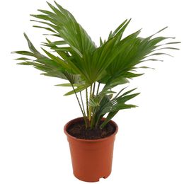 Livingston-Palme 17 cm Topf