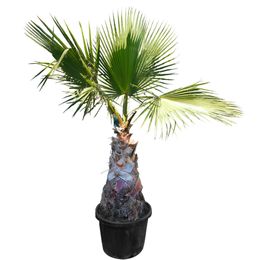 toom Washingtonpalme 175 cm, 47 cm Topf