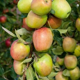 Winterapfel 'Hasenkopf / Echter Prinzenapfel' Liefergröße: 120 - 160 cm, 40 - 60 cm Sth.