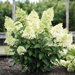 Rispenhortensie 'Magical Matterhorn' C5 60 - 80 cm Liefergröße: 60 - 80 cm