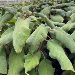 Samthortensie 'Macrophylla' C5 80 - 100 cm Liefergröße: 80 - 100 cm