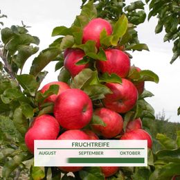 Säulenapfel 'Sonate' Liefergröße: 80 - 100 cm