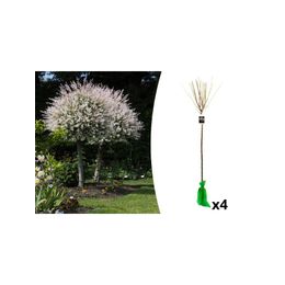 GARDENZO 4er-Set: XXL Salix Hakuro Nishiki in Rosa | Gr.: onesize