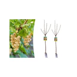 GARDENZO 2er-Set: Beeren auf Stamm Johannisbeere in Weiß | Gr.: onesize