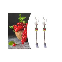 GARDENZO 2er-Set: Beeren auf Stamm Johannisbeere in Rot | Gr.: onesize