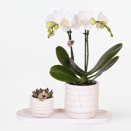 Plant in a Box - Geschenkset Orchidee 'Marble S' - Phalaenopsis - Höhe 30cm
