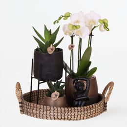 Plant in a Box - Geschenkset Orchidee 'Copper XL' - Phalaenopsis - Höhe 35cm