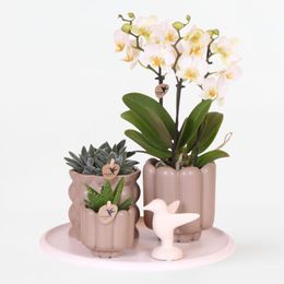 Plant in a Box - Geschenkset Orchidee 'White Tray XL' - Phalaenopsis - Höhe 35cm