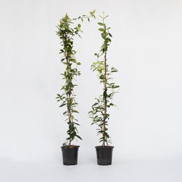 Plant in a Box - Sternjasmin - 8 Stk - Trachelospermum jasminoides - Höhe 110-120cm - Topf 17cm
