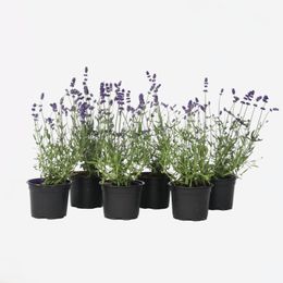 Plant in a Box - Lavendelpflanzen - 36 Stk - Lavandula angustifolia - Höhe 10-15cm - Topf 11cm