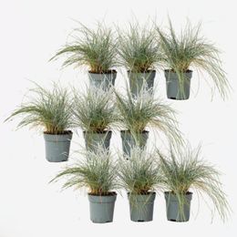 Plant in a Box - Blaugrünes Schwingel - 18 Stk - Festuca glauca Elijah Blue - Höhe 10-15cm - Topf 9cm
