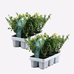 Plant in a Box - Japanische Stechpalme - 48 Stk - Ilex crenata 'Jenny' - Höhe 10-20cm - Topf 9cm