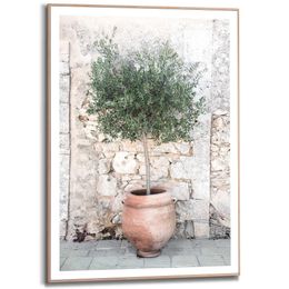 SONSTIGE Bild OLIVE TREE