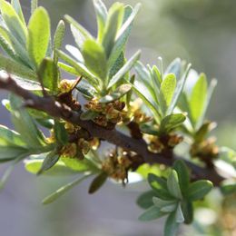 Befruchter-Sanddorn 'Tarmo' Lieferform: Im 2 Liter Topf