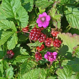 Allackerbeere 'Mespi' Lieferform: Im 2 Liter Topf