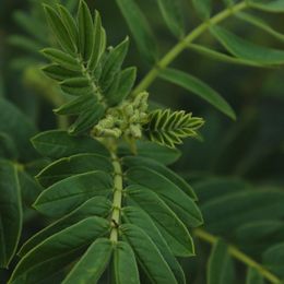 Echtes Süßholz 'Ewiges Gemüse Süßholz' Lieferform: Im 2 Liter Topf
