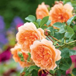 David Austin-Rose 'Judi Dench ' Wz Lieferform: wurzelnackte Pflanze in A-Qualität, mindestens 3 Triebe