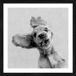 Pro Art Gerahmtes Bild FUNNY DOG I
