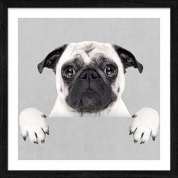 Pro Art Gerahmtes Bild FUNNY DOG II