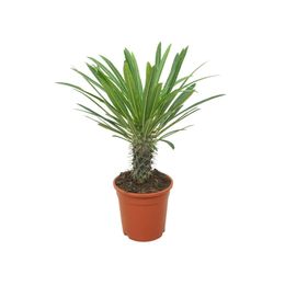 MeinVIPShop Madagaskarpalme Pachypodium lamerei 45cm | Gr.: onesize