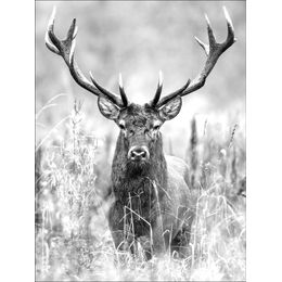 Pro Art Keilrahmenbild GREY DEER HEAD