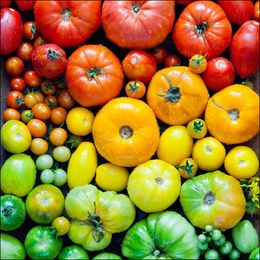 Pro Art Glasbild COLORFUL TOMATOES