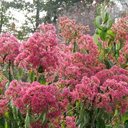 Sieben-Söhne-des-Himmels-Blume 'Temple of Bloom ' Liefergröße: ca. 40 - 60 cm