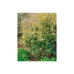 Elaeagnus ebbingei 'Limelight', silberbunt, 20–30 cm