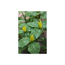 Trillium luteum, Gelbes Dreiblatt, ca. 9x9 cm Topf