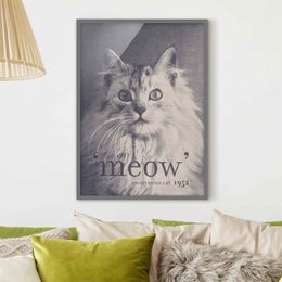 Bild mit Rahmen Anonymous Cat