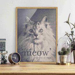 Bild mit Rahmen Anonymous Cat