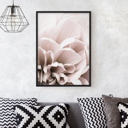 Bilderwelten Bild mit Rahmen Chrysantheme in Altrosa II