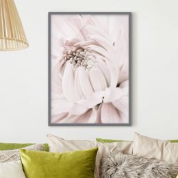 Bilderwelten Bild mit Rahmen Chrysantheme in Altrosa I