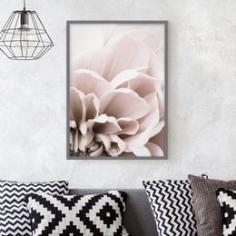 Bild mit Rahmen Chrysantheme in Altrosa II