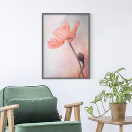 Bild mit Rahmen Mohnblumen Close-Up