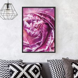 Bilderwelten Bild mit Rahmen Ranunkel