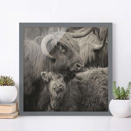 Bild mit Rahmen Hochlandrind Familie