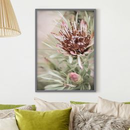 Bilderwelten Bild mit Rahmen Trockenblume in Rosa und Gr&uuml;n