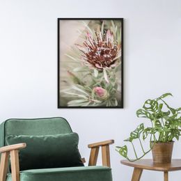 Bilderwelten Bild mit Rahmen Trockenblume in Rosa und Gr&uuml;n