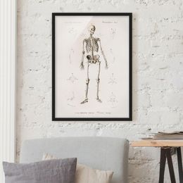 Bilderwelten Bild mit Rahmen Vintage Schautafel - Skelett