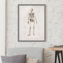Bild mit Rahmen Vintage Schautafel - Skelett