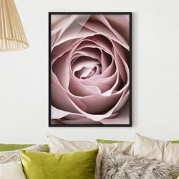 Bilderwelten Bild mit Rahmen Zarte Rose in Altrosa